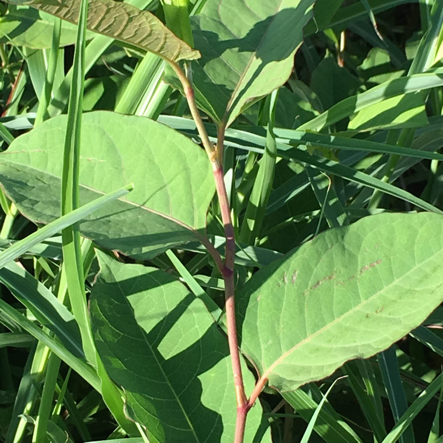 楽しみにしていること | クサキゾメ・テオリ 佐藤亜紀の布