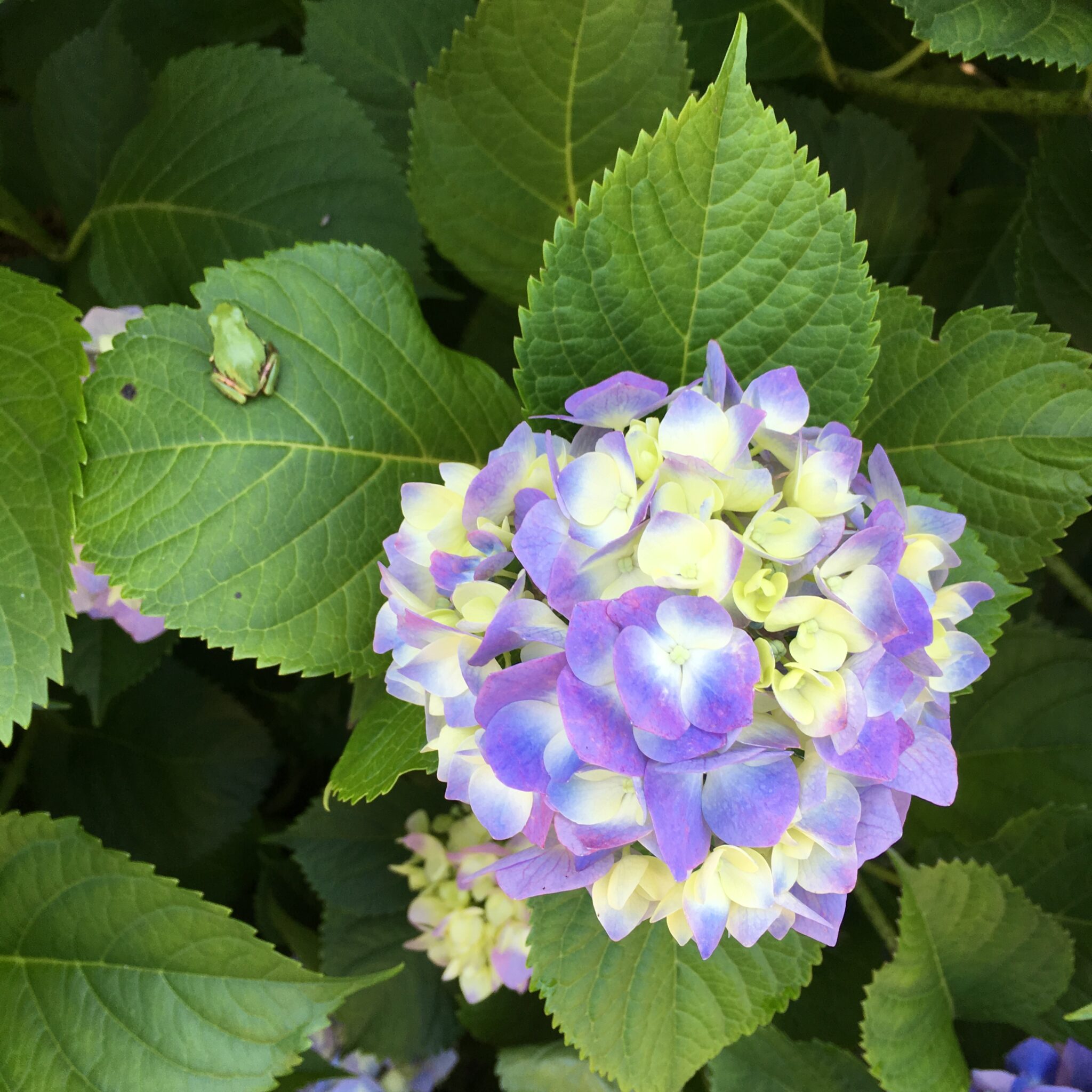 展示の予定 | クサキゾメ・テオリ 佐藤亜紀の布